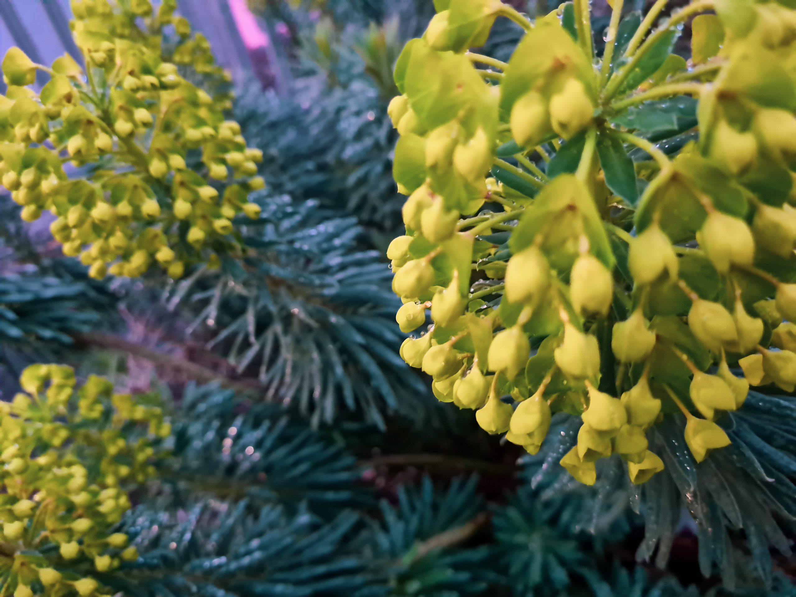 Blossom Tree Portraits